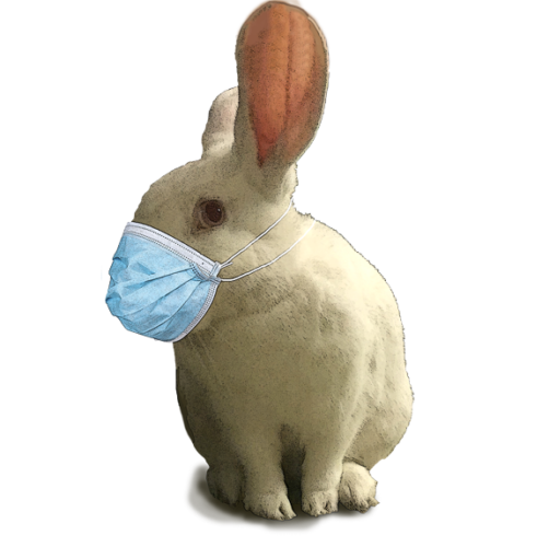 COVID bunny fun -Build a fun tunnel for your rabbit - Bunbrary Blog