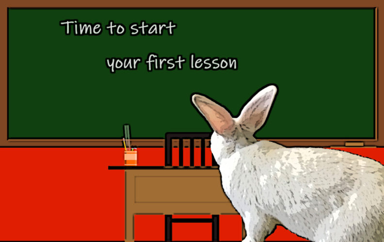 How to start training your rabbit - The Bunbrary Blog