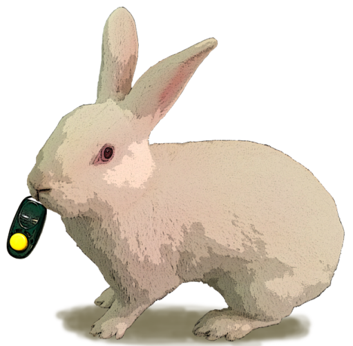 Why You Should Train Your Pet Rabbit | The Bunbrary Blog