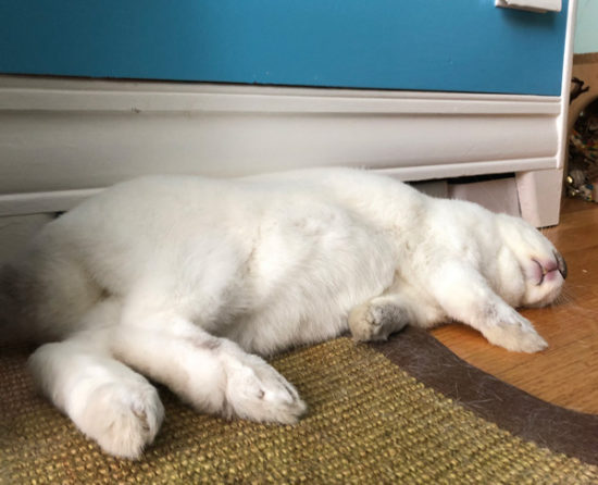 The rabbit's sleep pattern is crepuscular - Bunbrary Blog