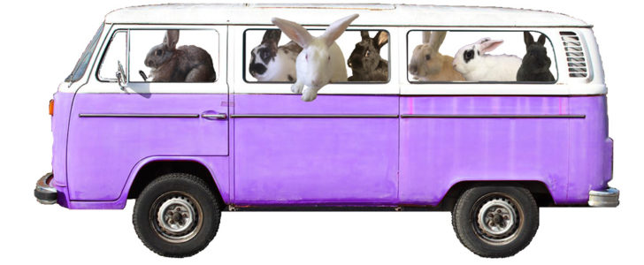 Road Rabbit: traveling by car - The Bunbrary Blog