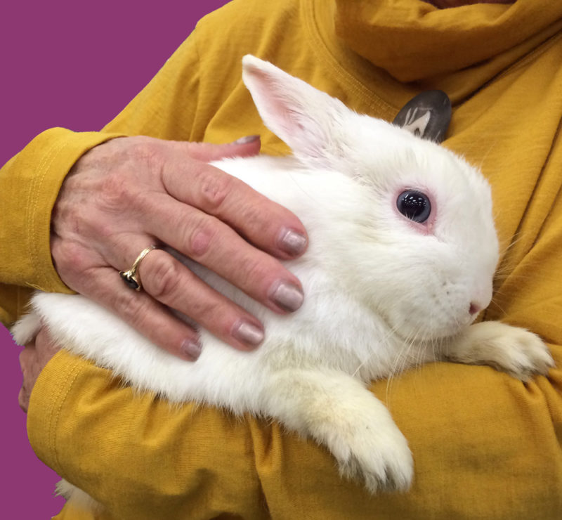 Whether or not to hold pet rabbits - The Bunbrary Blog