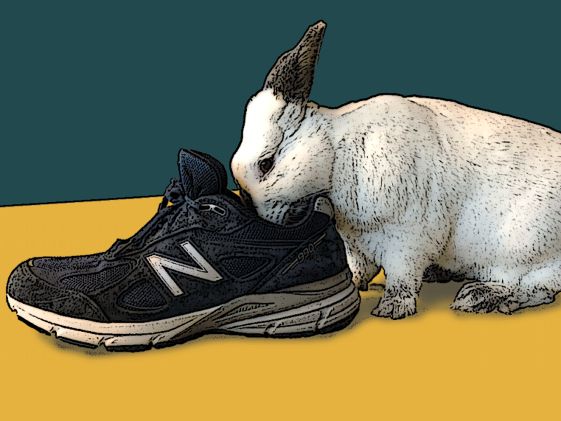 Toothmarks on my Sole – How Rabbits Have Left their Mark on My Life ...