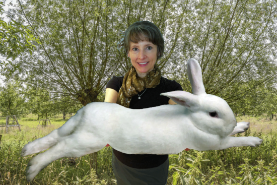 Reflections on the Theft of Darius, World's Longest Rabbit